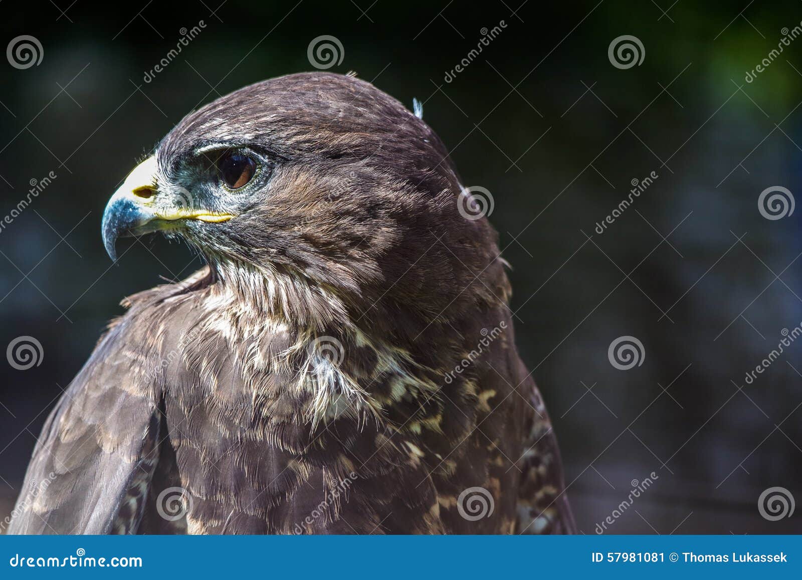 9,476 Falcon Close Stock Photos - Free & Royalty-Free Stock Photos from ...