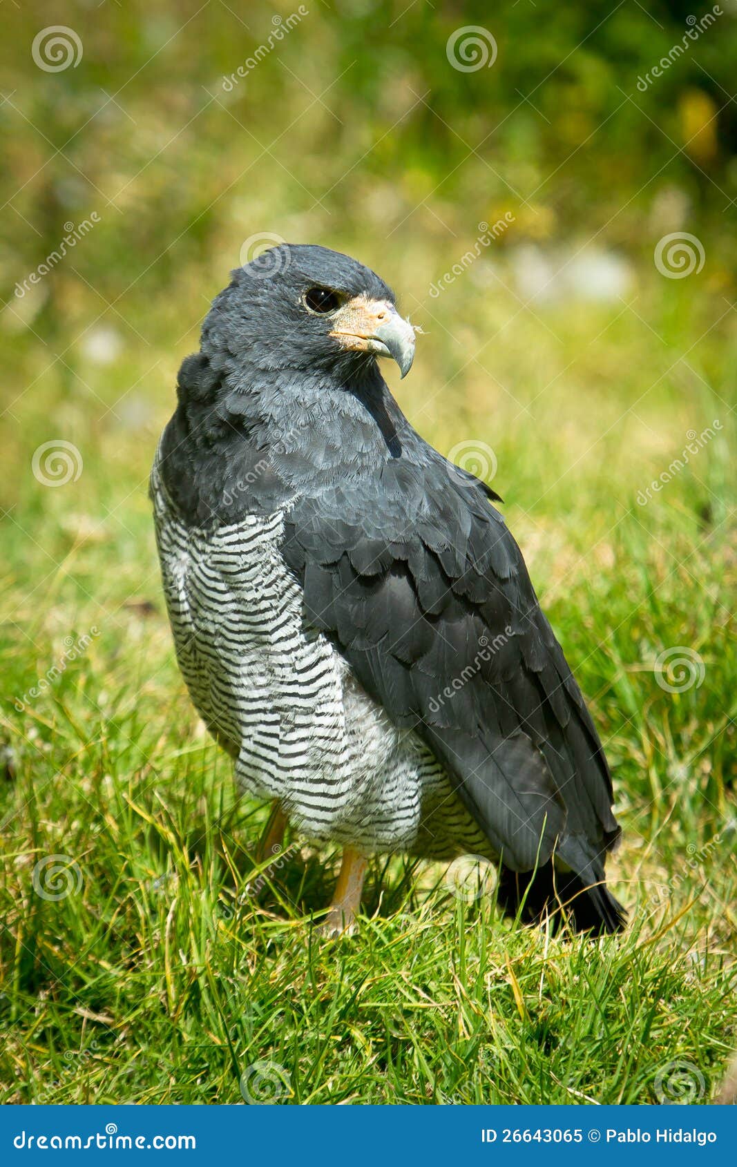 Falcon Close Up Standing in the Grass Stock Image - Image of color ...
