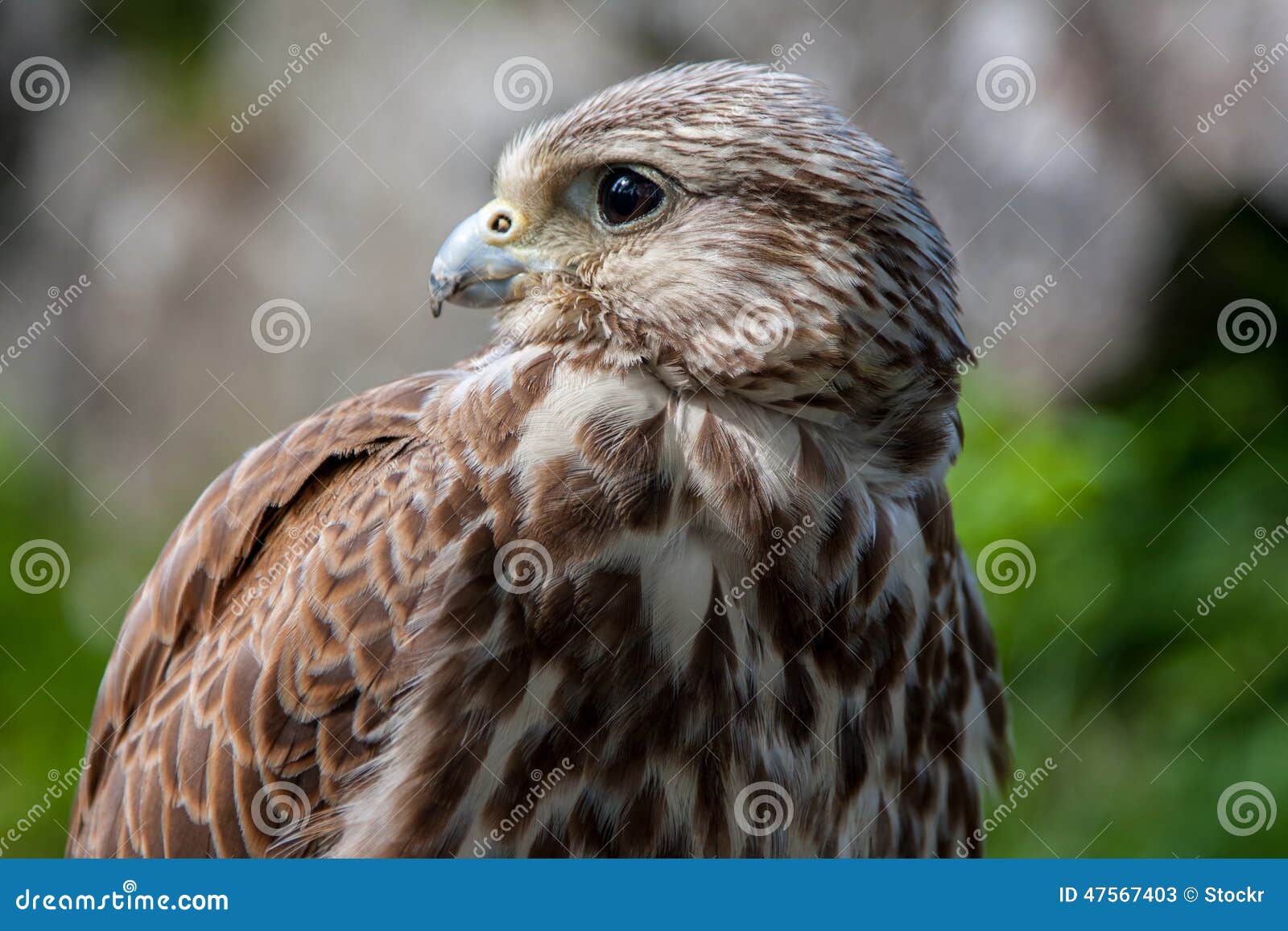 Falcon stock image. Image of head, beak, majestic, focus - 47567403