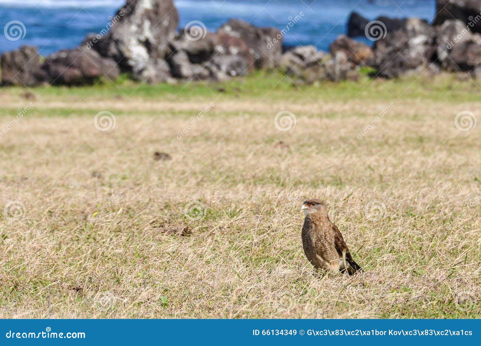 Falcon on the Coast of Easter Island, Chile Stock Image - Image of ...