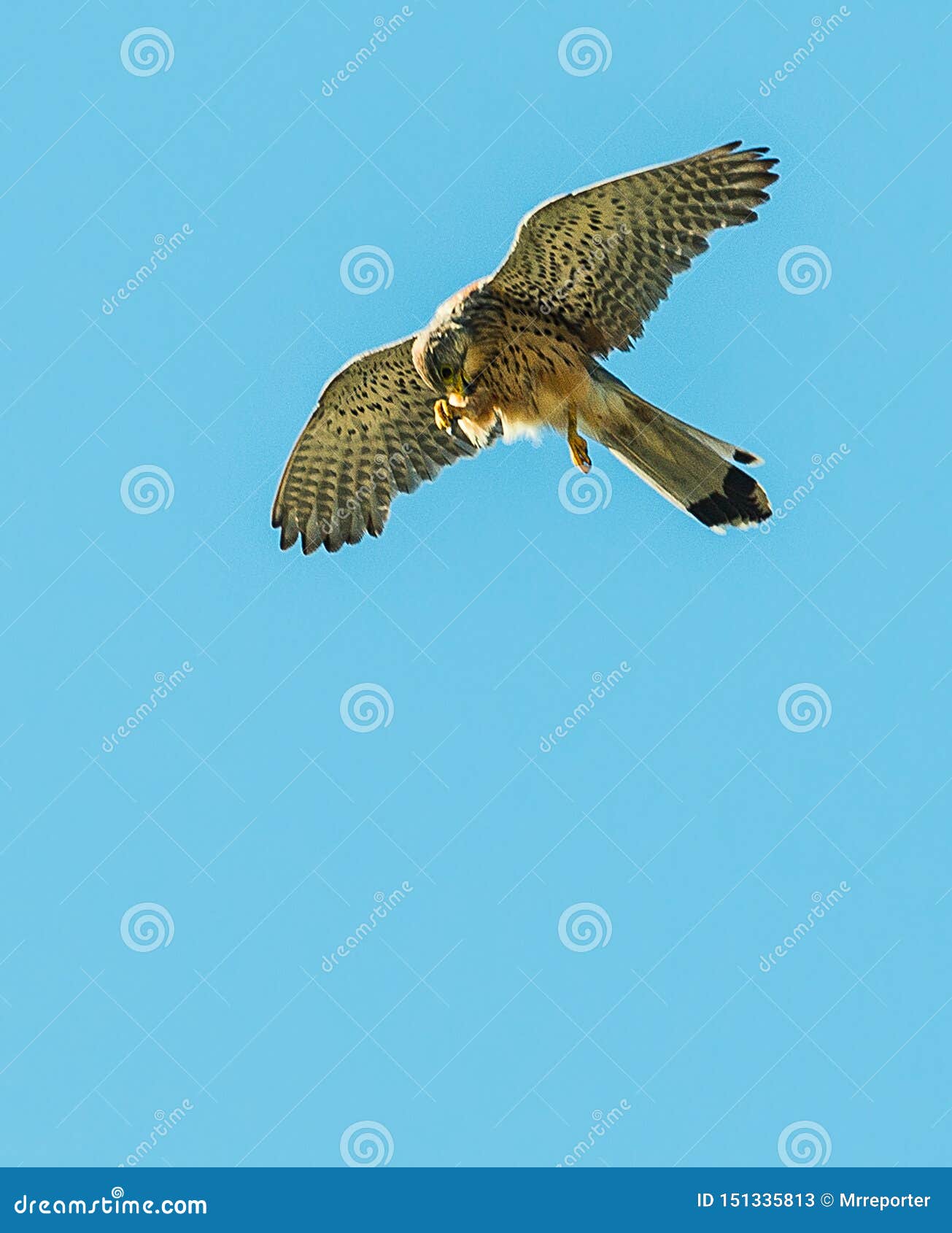 Falcon kestrel stock image. Image of falcon, soar, accipiter - 151335813
