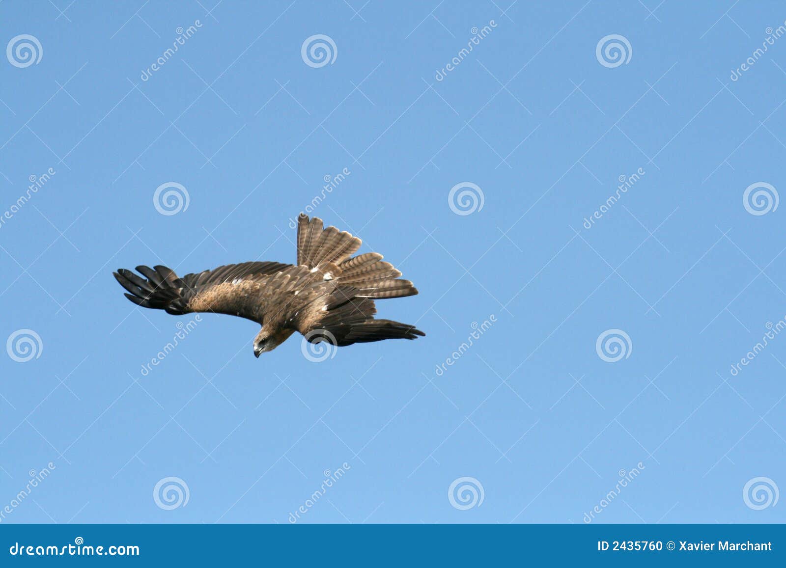 Falcon diving stock photo. Image of blue, falcon, prey - 2435760