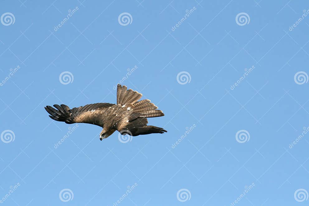 Falcon diving stock photo. Image of blue, falcon, prey - 2435760