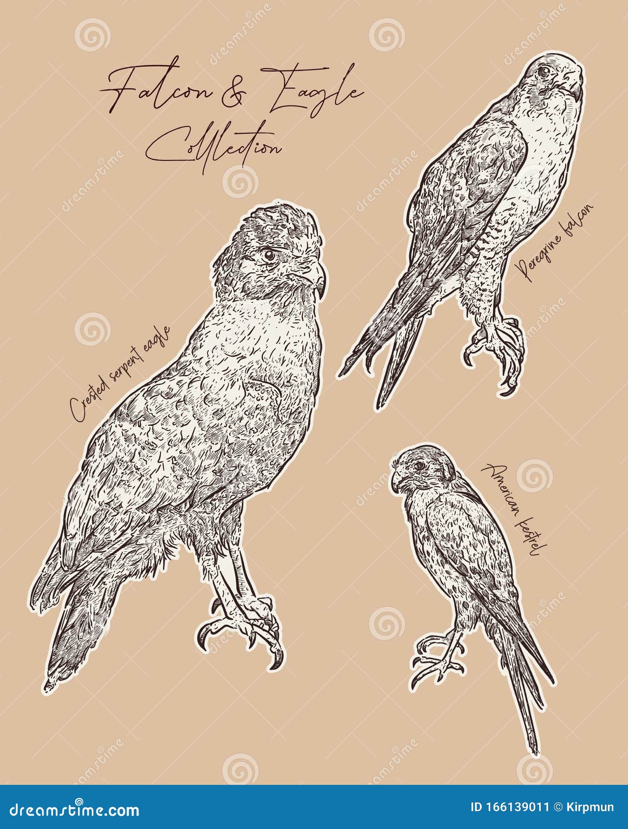 Falcon and Eagle Hand Draw Sketch Vector Stock Vector - Illustration of ...