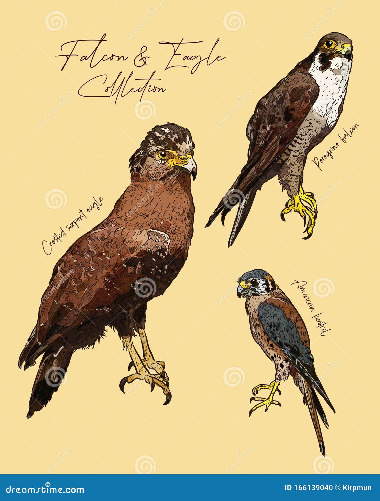 Falcon and Eagle Hand Draw Sketch Vector Stock Vector - Illustration of ...