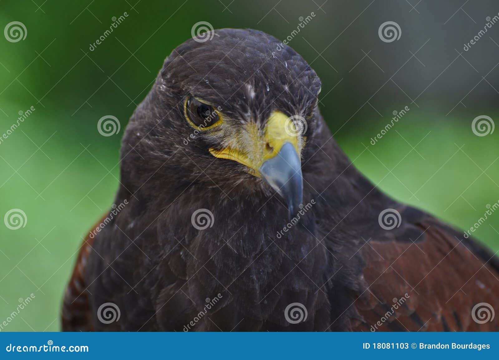 Falcon Eagle Hawk Bird stock image. Image of animal, flight - 18081103