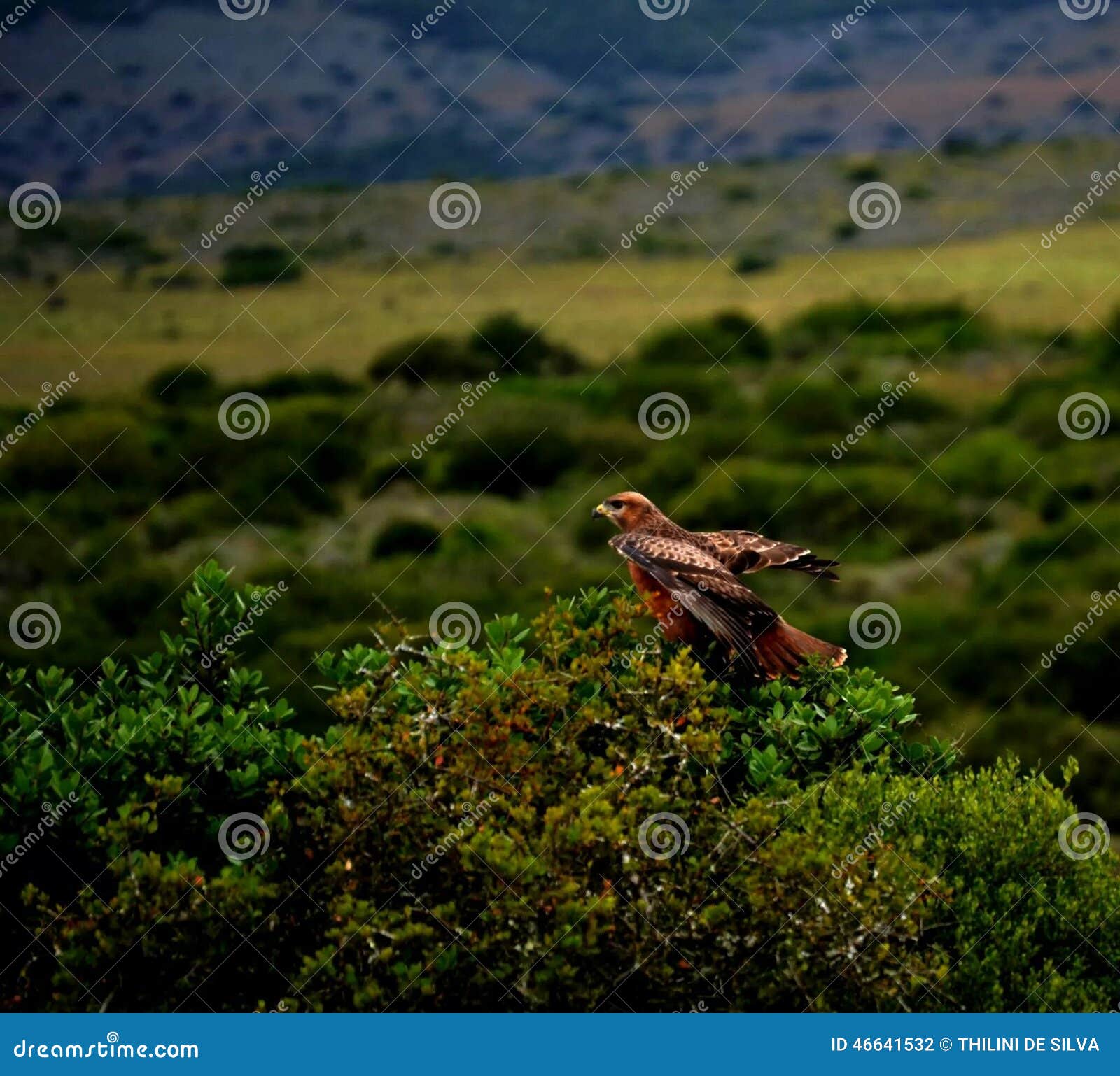 Falcon Eagle Hawk Birds Wings Stock Photo - Image of falcon, eagle ...