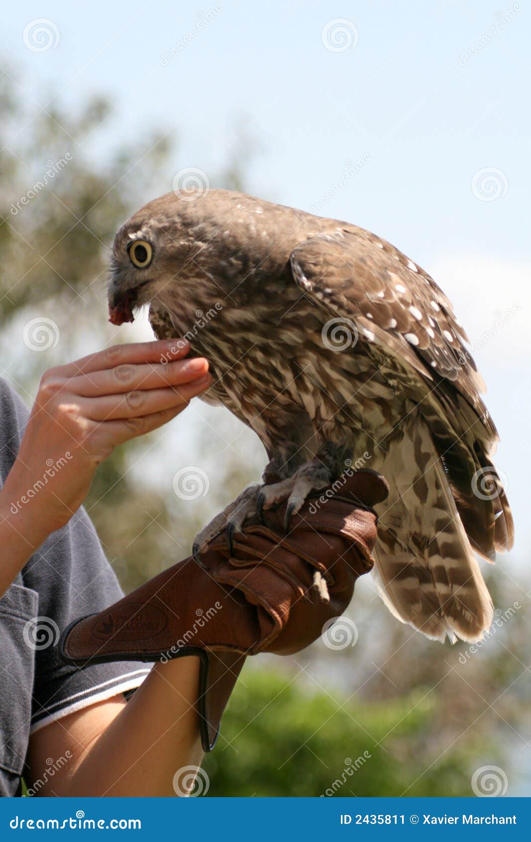 Falcon eating stock image. Image of blue, tree, food, meat - 2435811