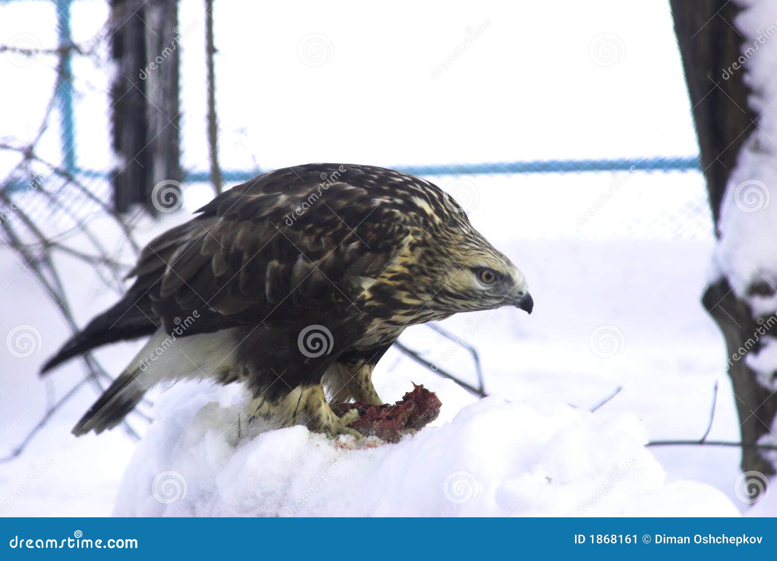 Falcon Eating Fresh Flesh Picture. Image: 1868161