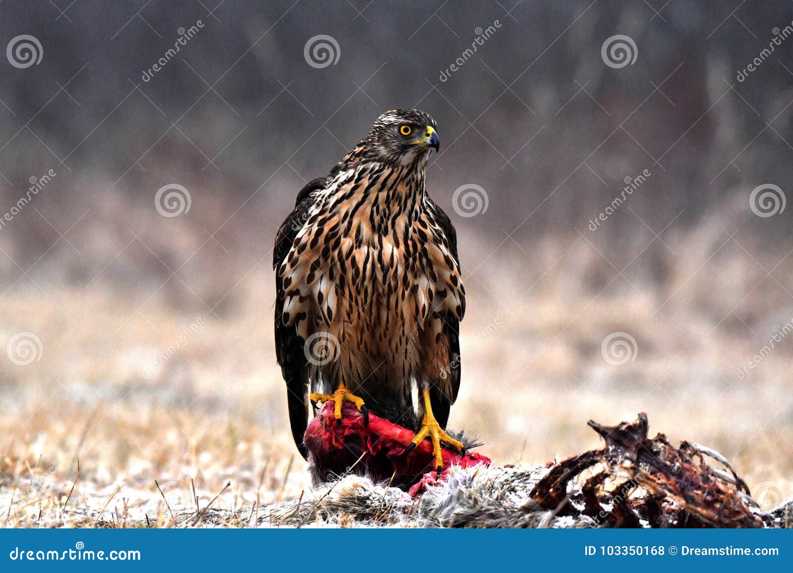 Falcon eating meat stock photo. Image of close, meat - 103350168