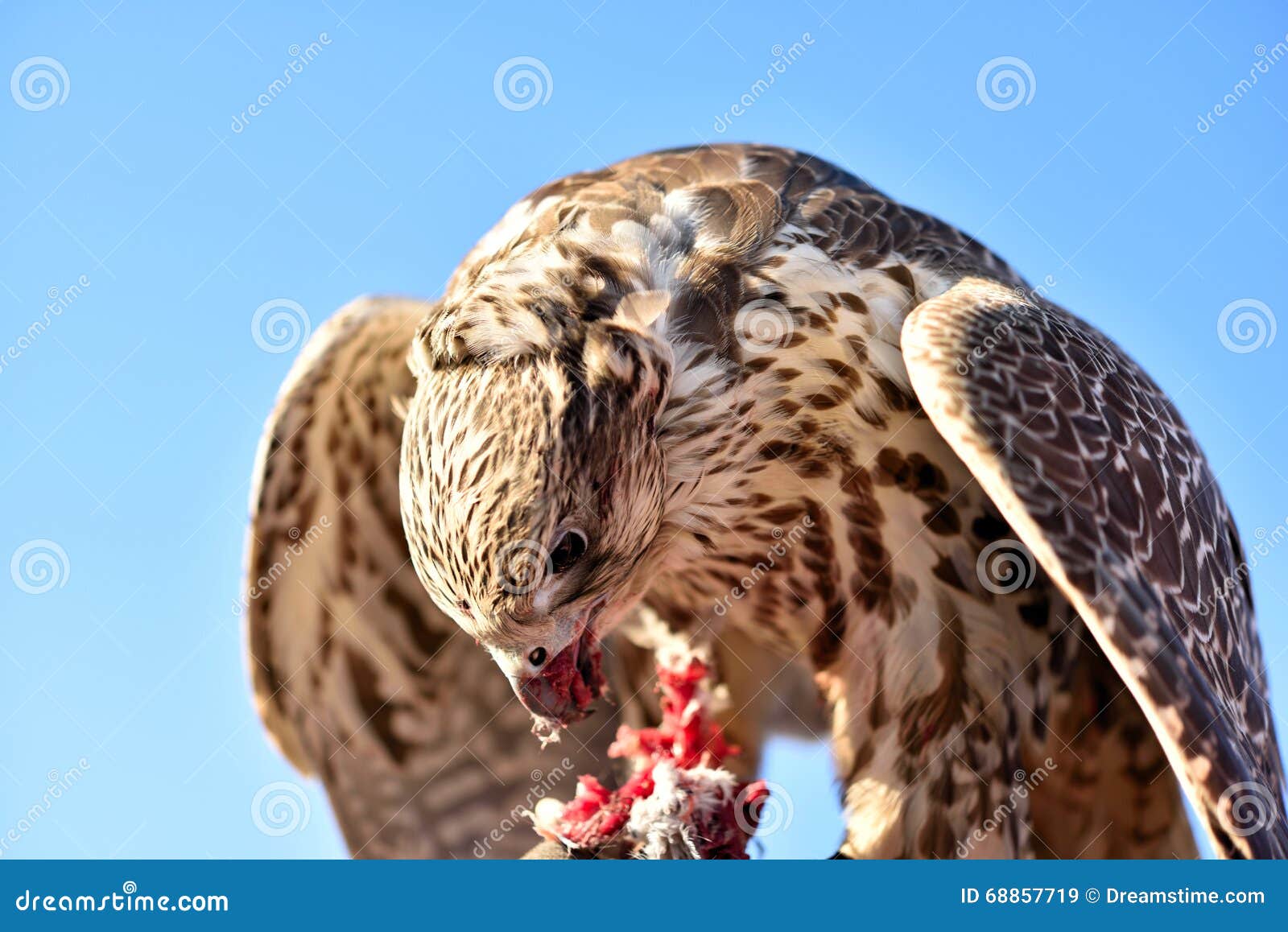 A Falcon Eating a Piece of Meat from a Gloved Hand Stock Image - Image ...