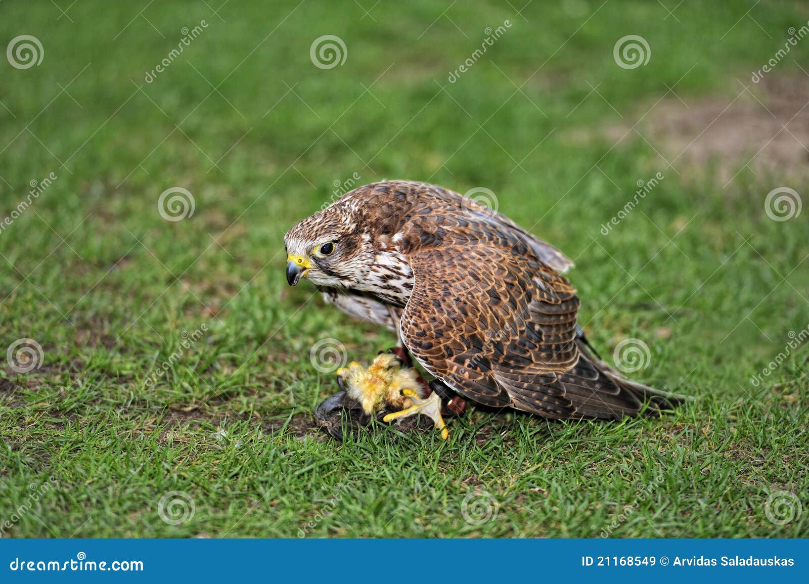 Falcon eating prey stock image. Image of harz, cherrug - 21168549