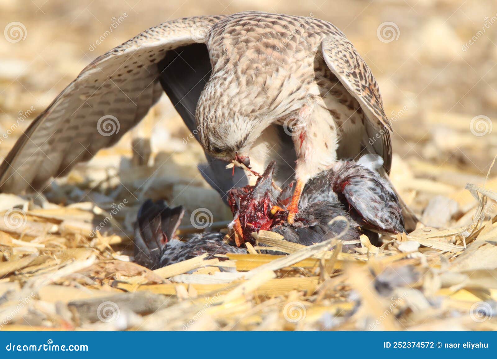 A Falcon Eats a Pigeon it Caught in the Field Stock Photo - Image of ...