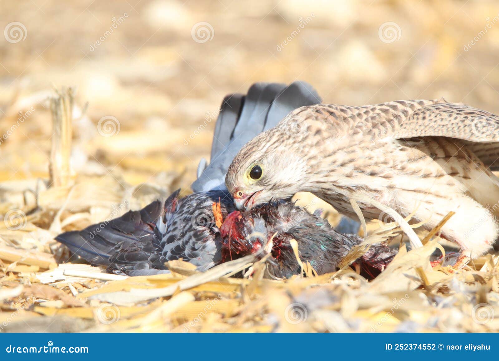 A Falcon Eats a Pigeon it Caught in the Field Stock Photo - Image of ...