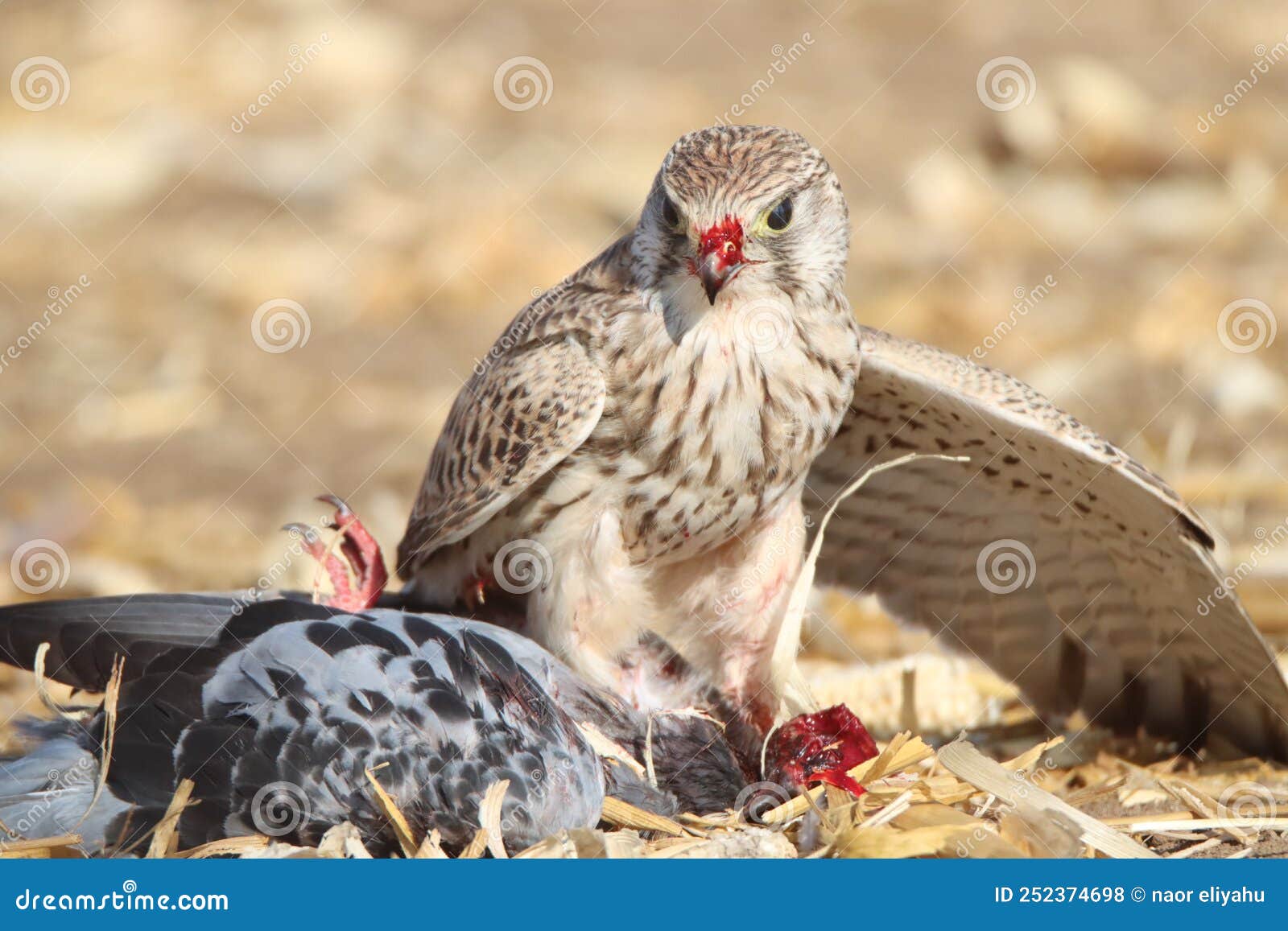 A Falcon Eats a Pigeon it Caught in the Field Stock Photo - Image of ...
