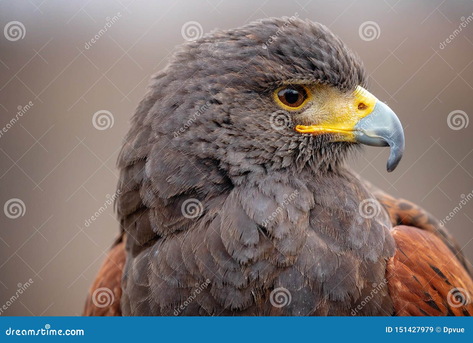 Close Up Side View of the Head of a Hybrid Falcon Showing Eye and Beak ...