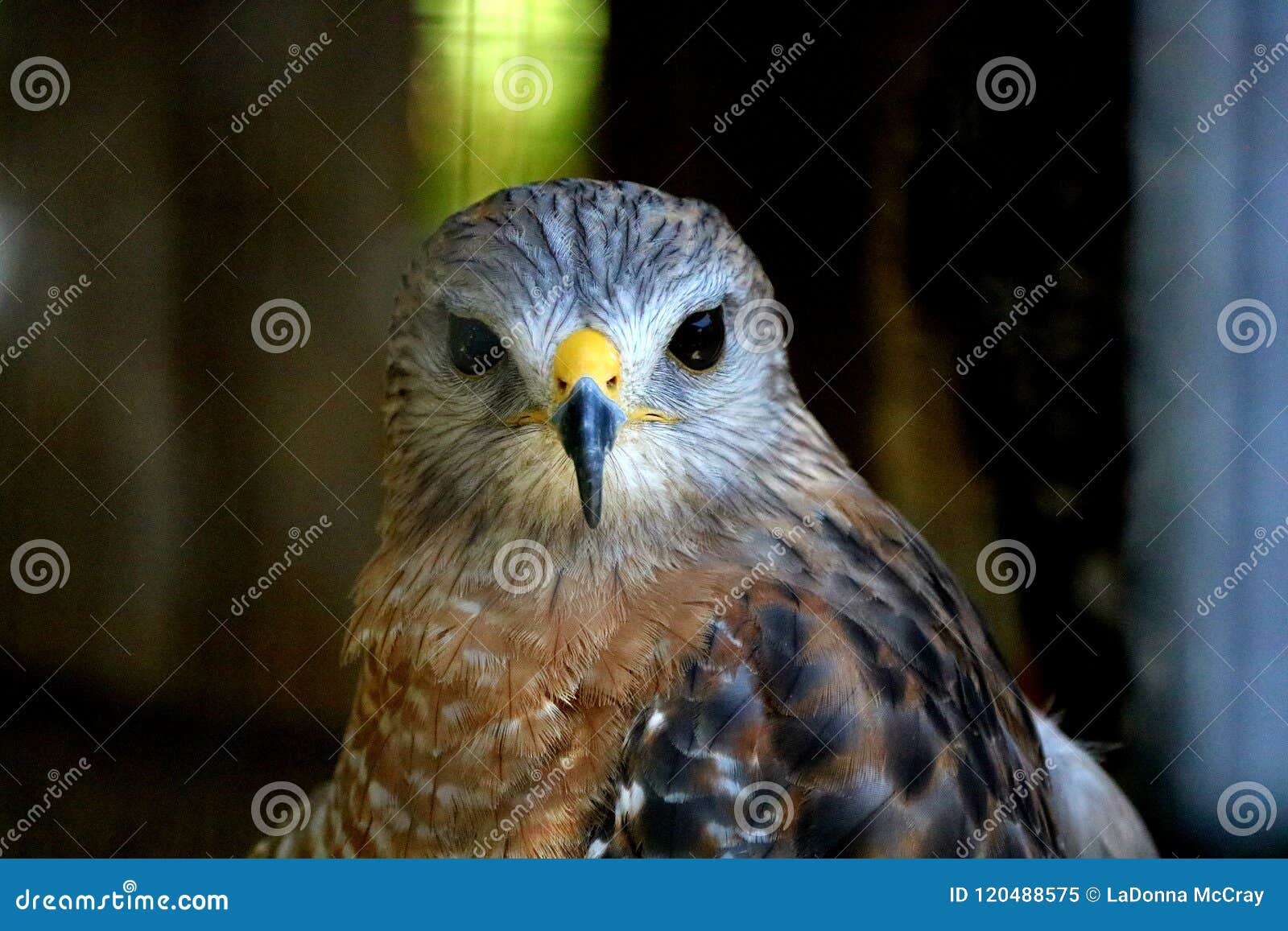 Falcon eyes stock image. Image of stare, beak, falcon - 120488575