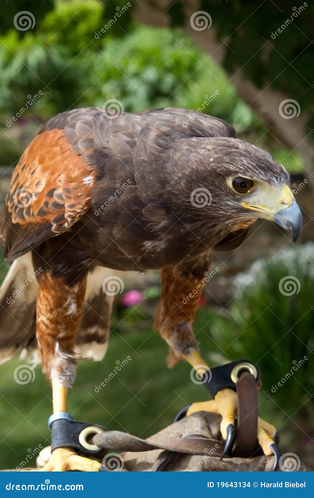 Falcon (Falco) at work stock photo. Image of fast, nature - 19643134