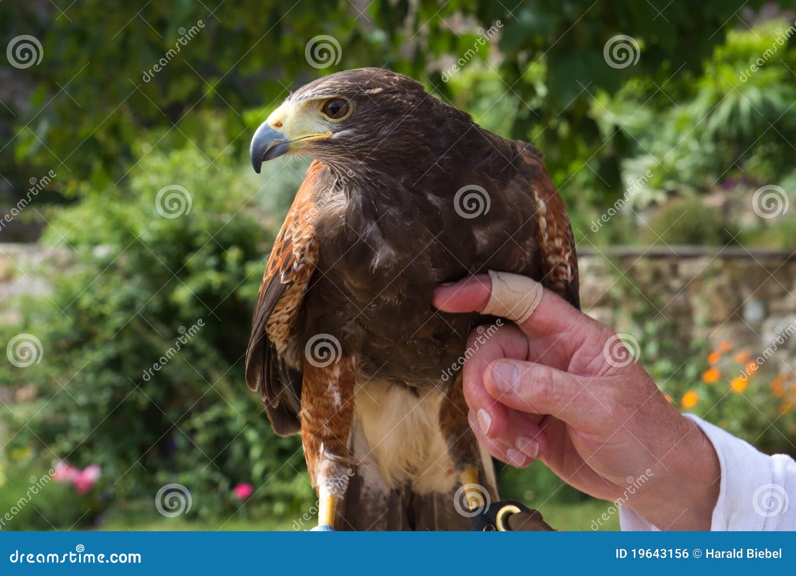 Falcon (Falco) at work stock photo. Image of fast, falcon - 19643156