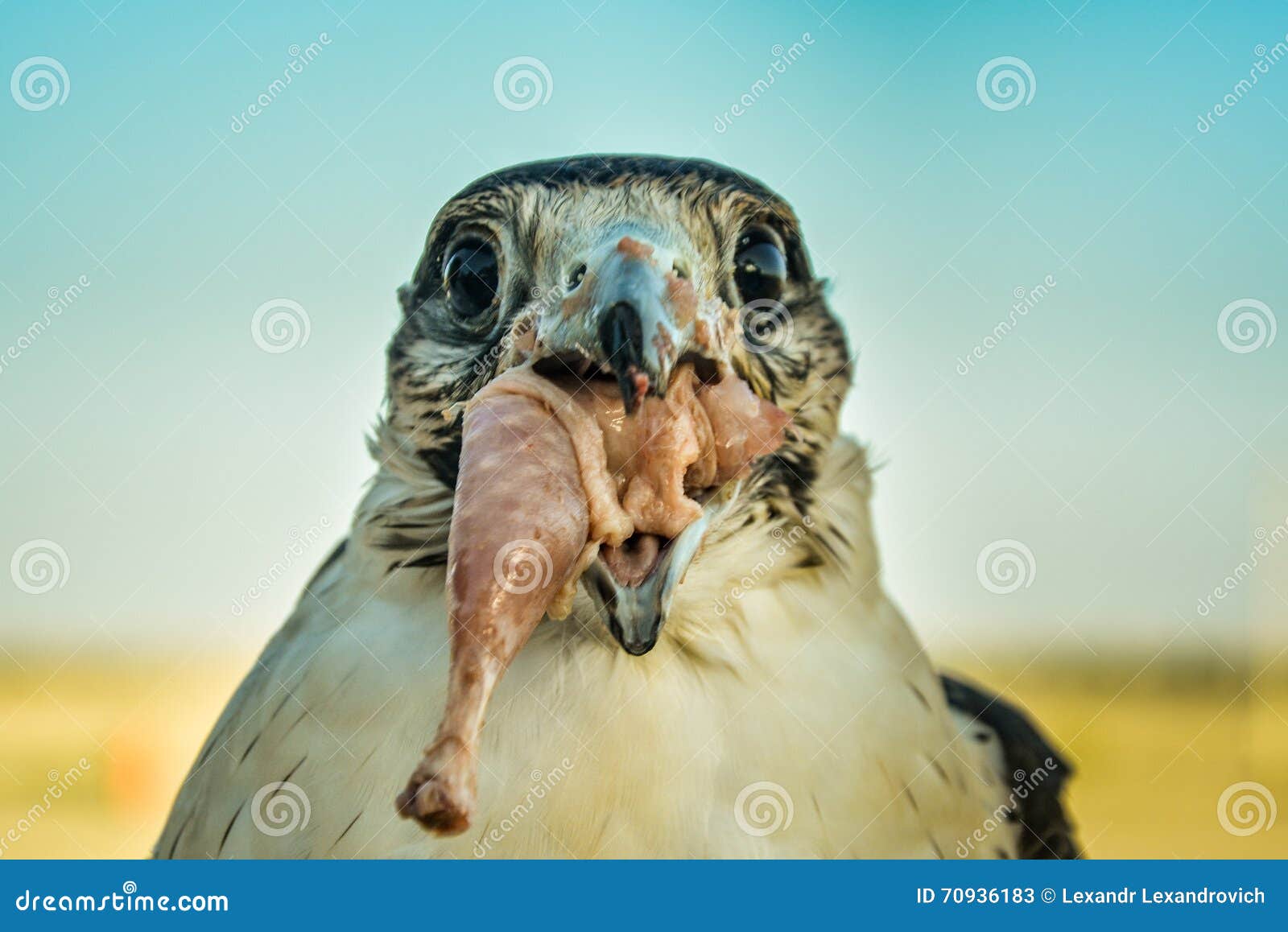 Falcon Feasting with Chicken in the Desert Stock Image - Image of ...