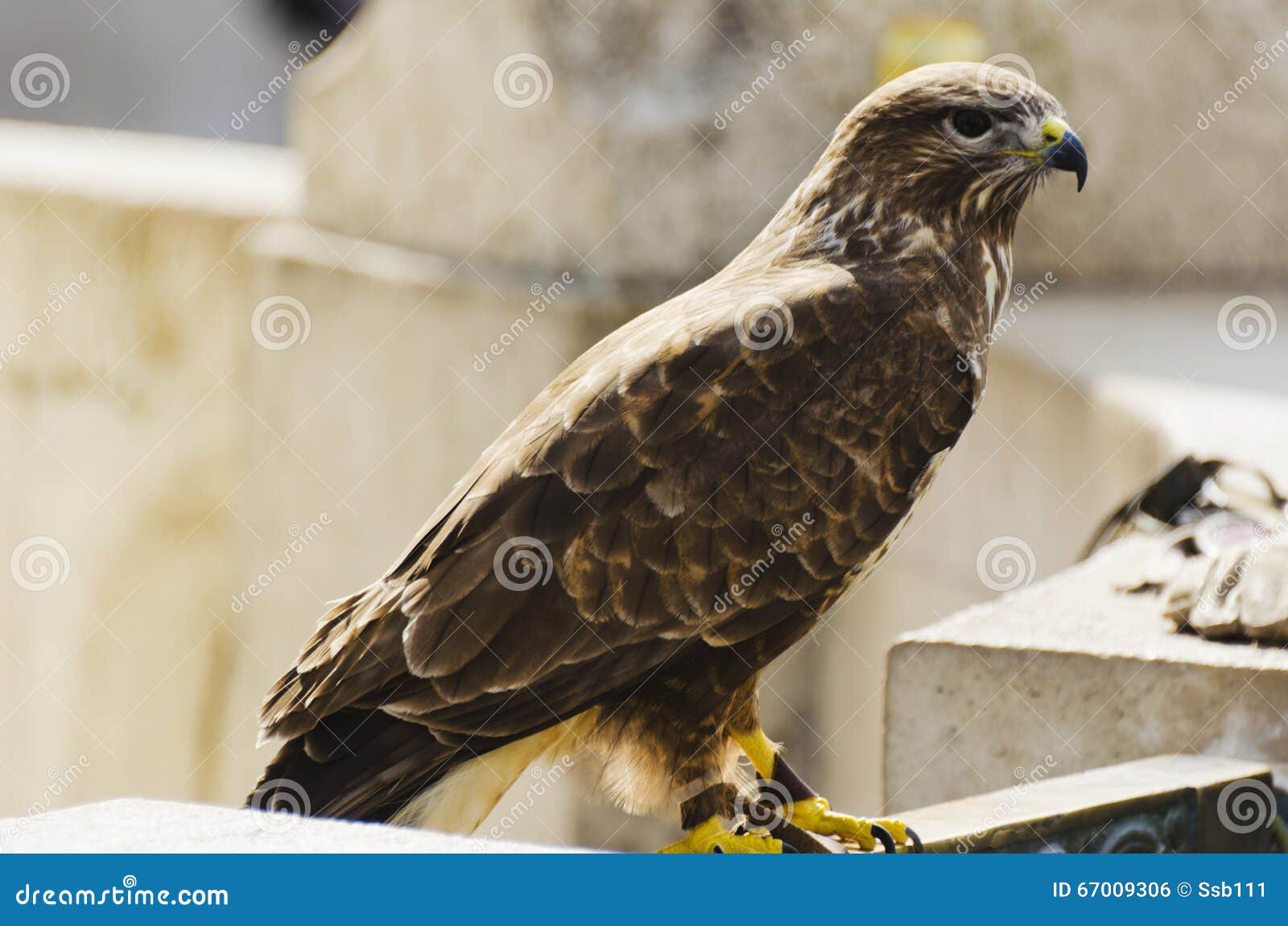 Falcon. Feathered Bird of Prey Stock Photo - Image of outdoors, falcon ...