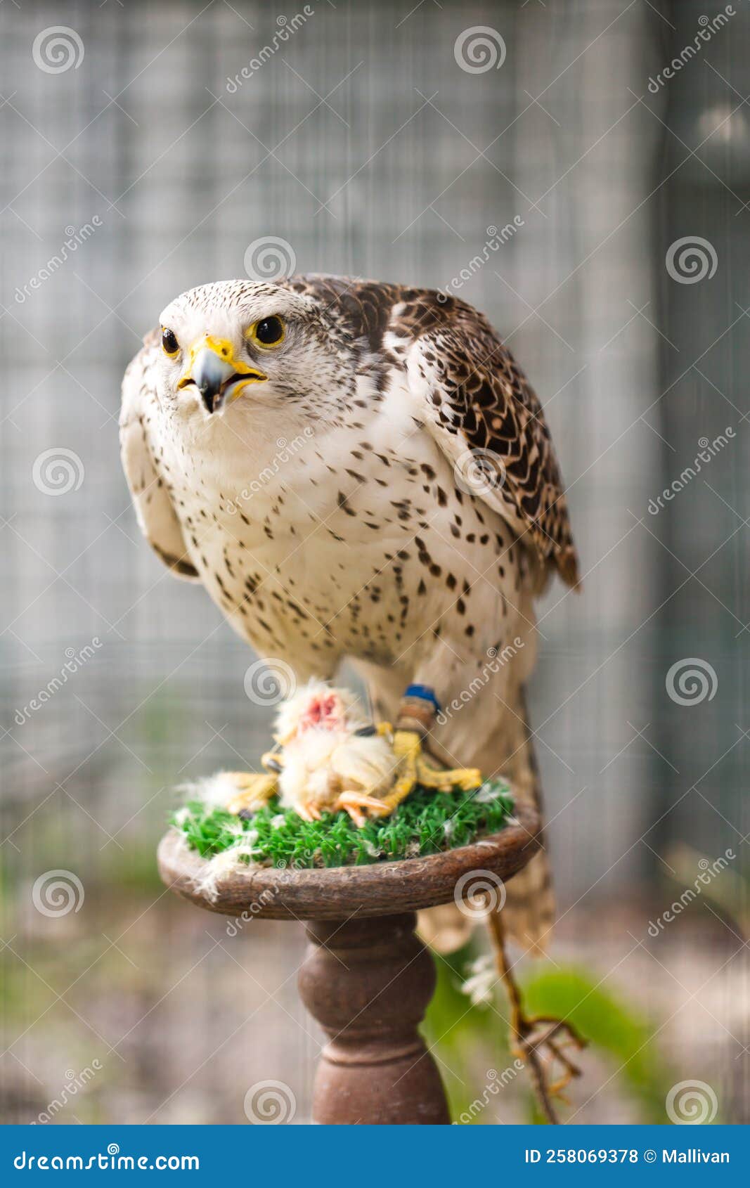 A falcon during feeding stock photo. Image of food, head - 258069378
