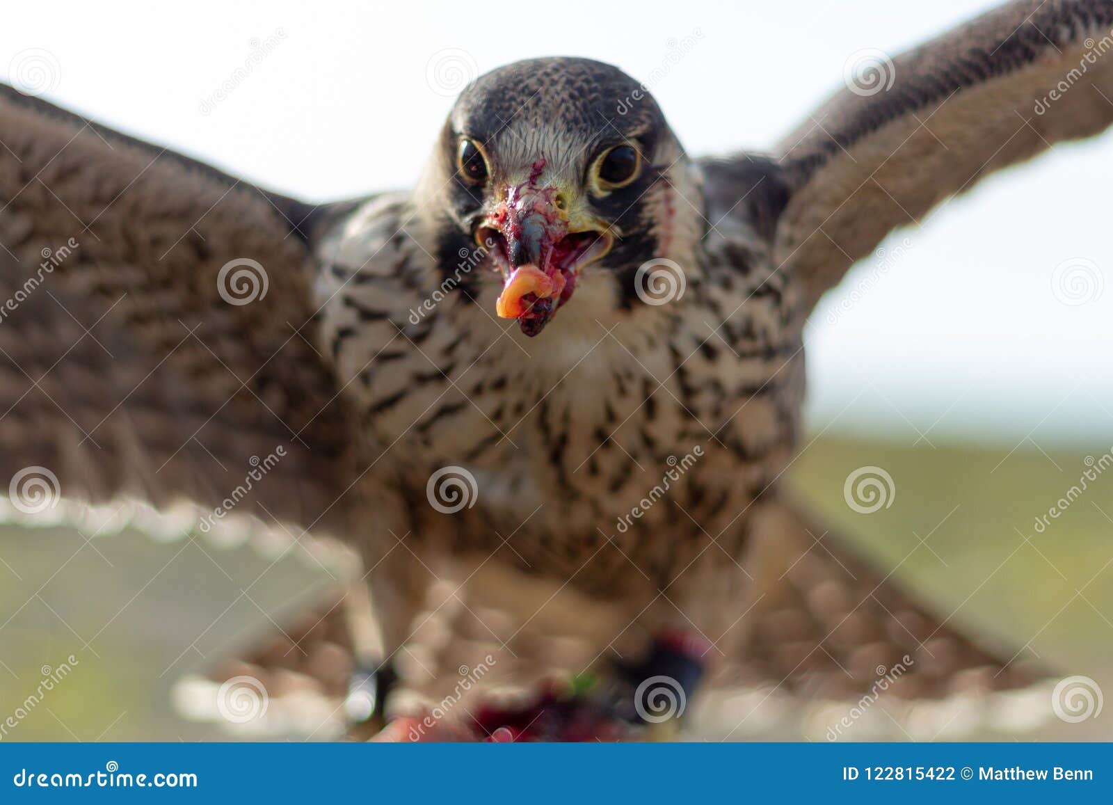 Falcon Feeding stock photo. Image of adult, falcon, green - 122815422