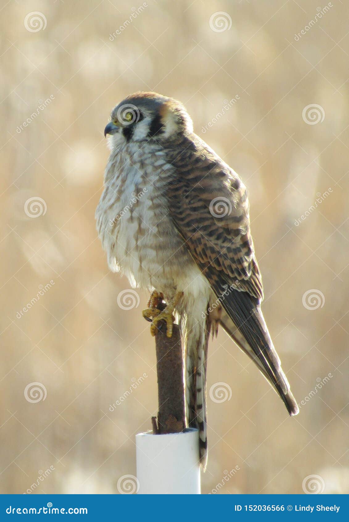 Falcon stock photo. Image of falcon, perch, field, utah - 152036566