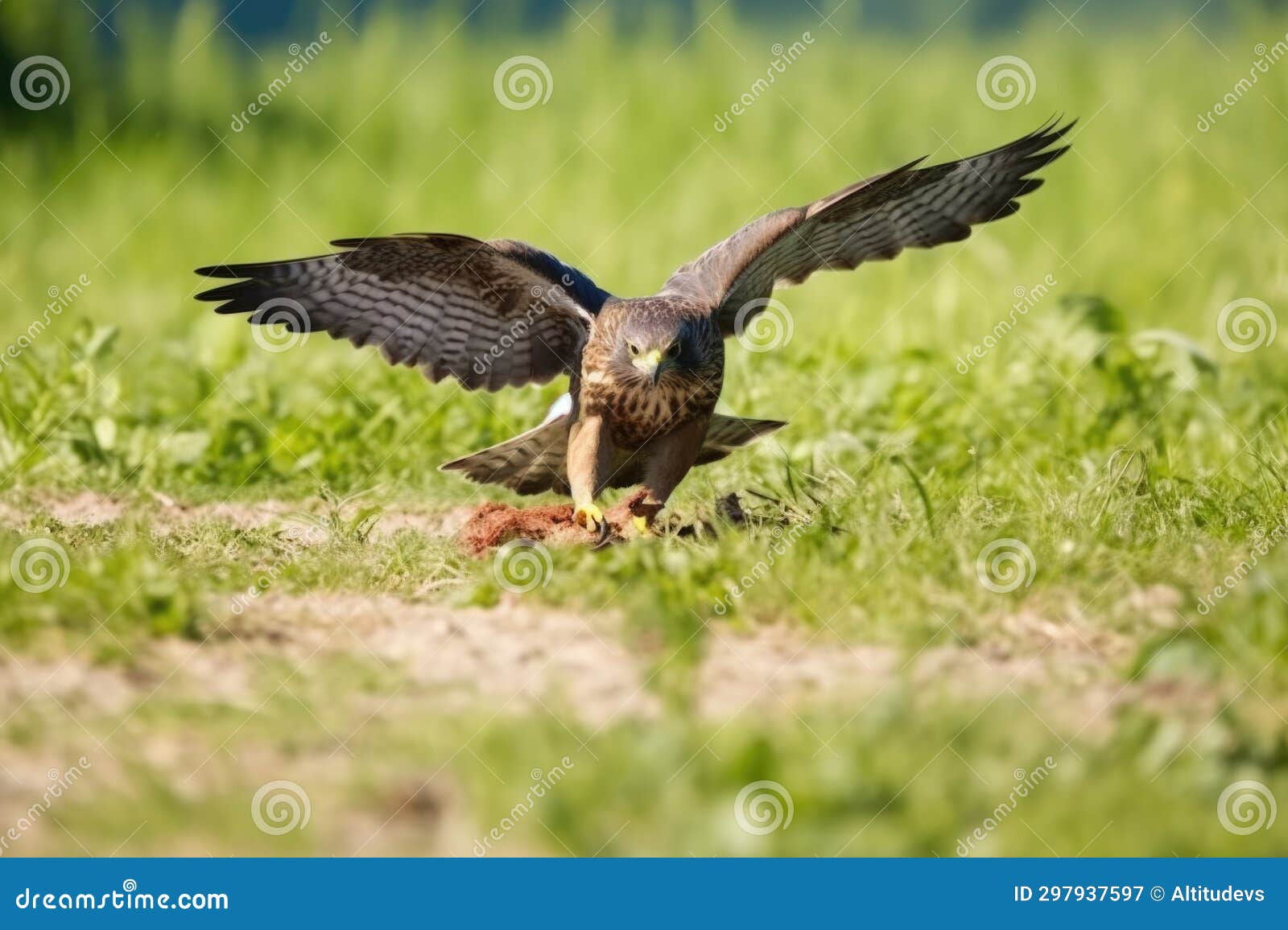 A Falcon in a Field Catching a Rabbit Stock Image - Image of nature ...