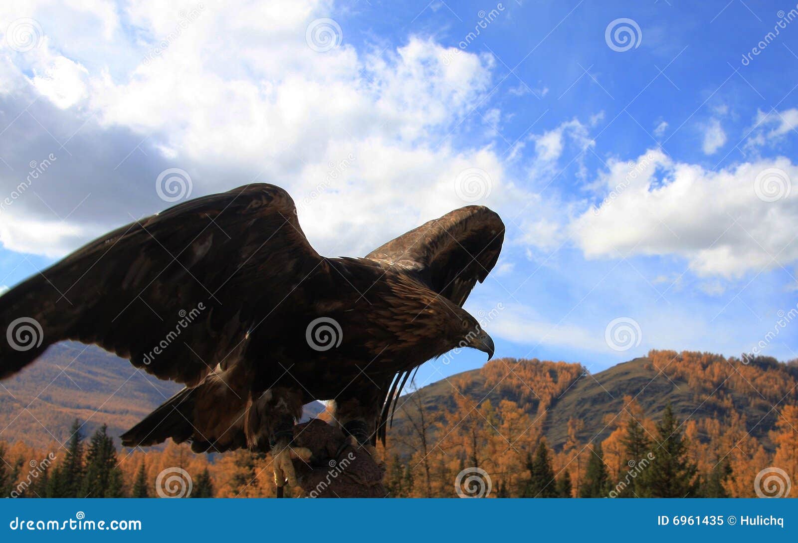 Falcon find its target stock image. Image of eagle, carnivore - 6961435