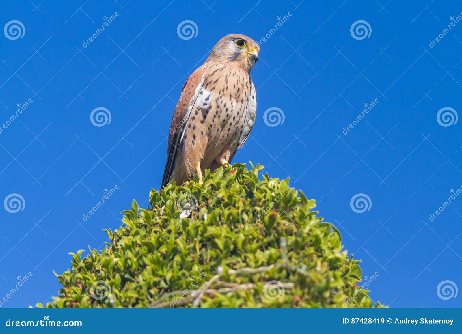 Falcon stock image. Image of plants, nature, blue, palms - 87428419