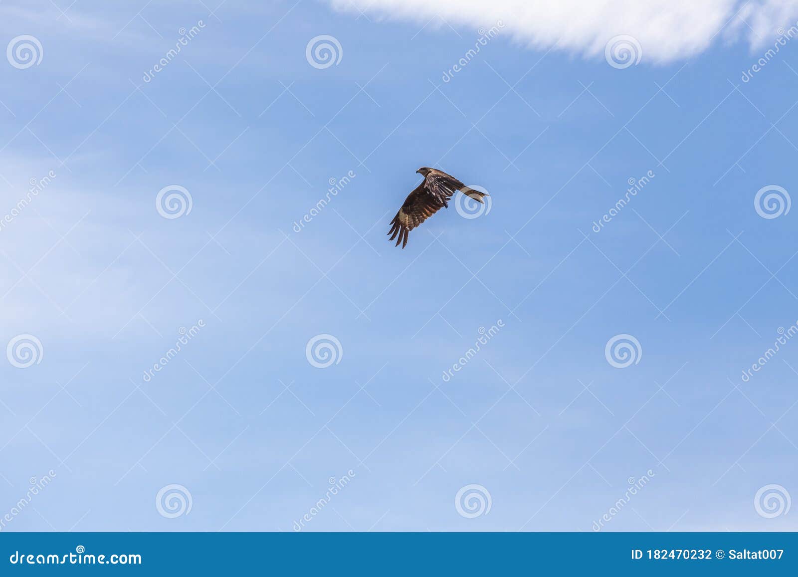 Falcon Flies in the Sky Over Steppes of Mongolia. Altai Stock Photo ...