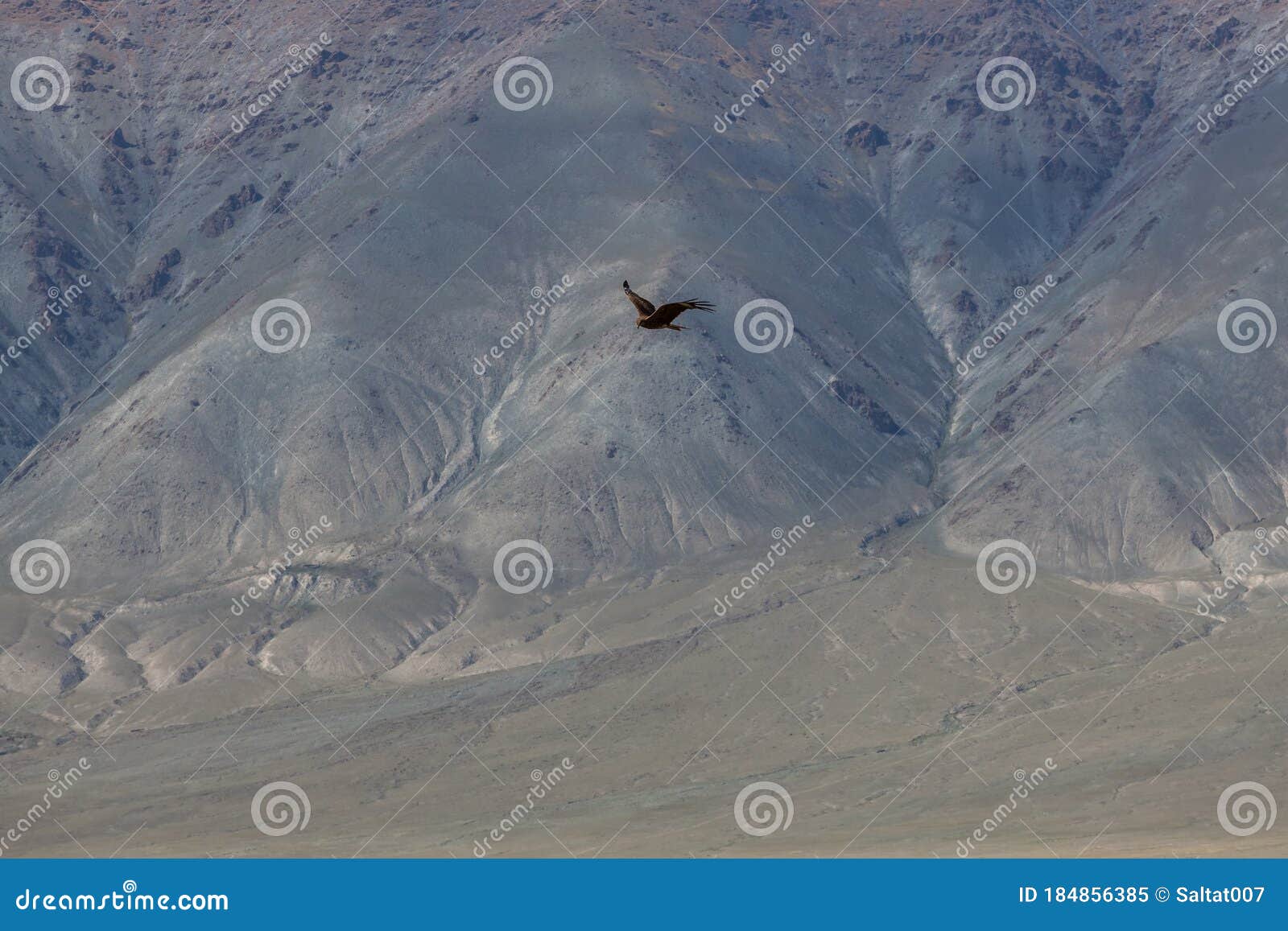 Falcon Flies in the Sky Over Steppes of Mongolia. Altai Stock Image ...