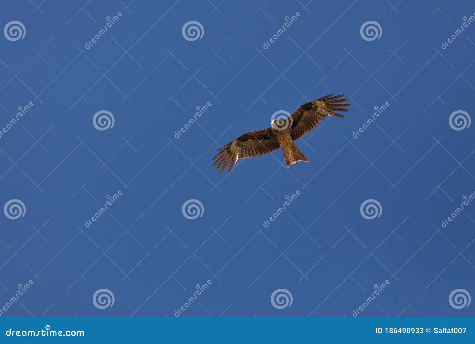 Falcon Flies in the Sky Over Steppes of Mongolia. Altai Stock Image ...