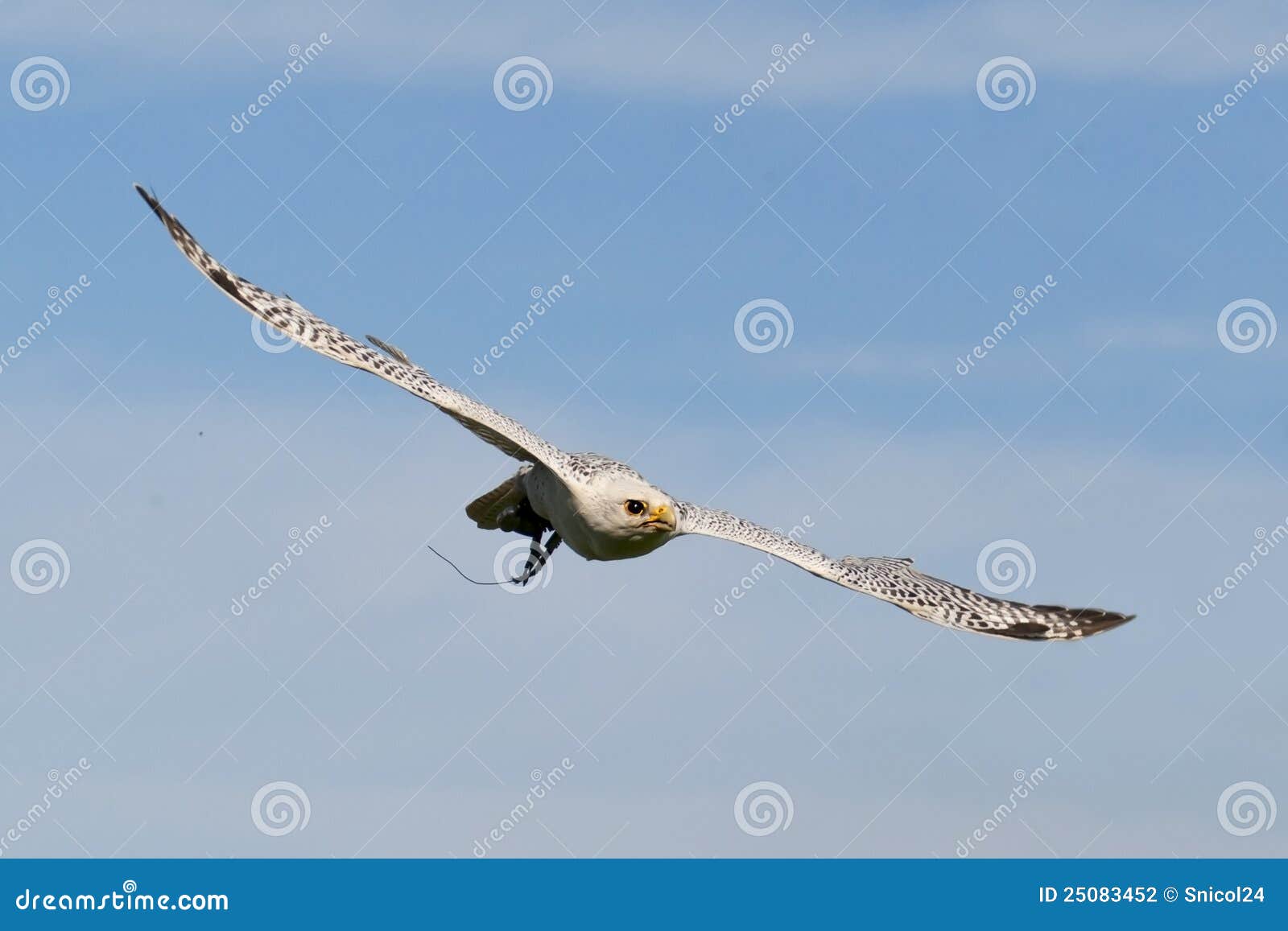 Falcon in flight stock photo. Image of beak, predator - 25083452