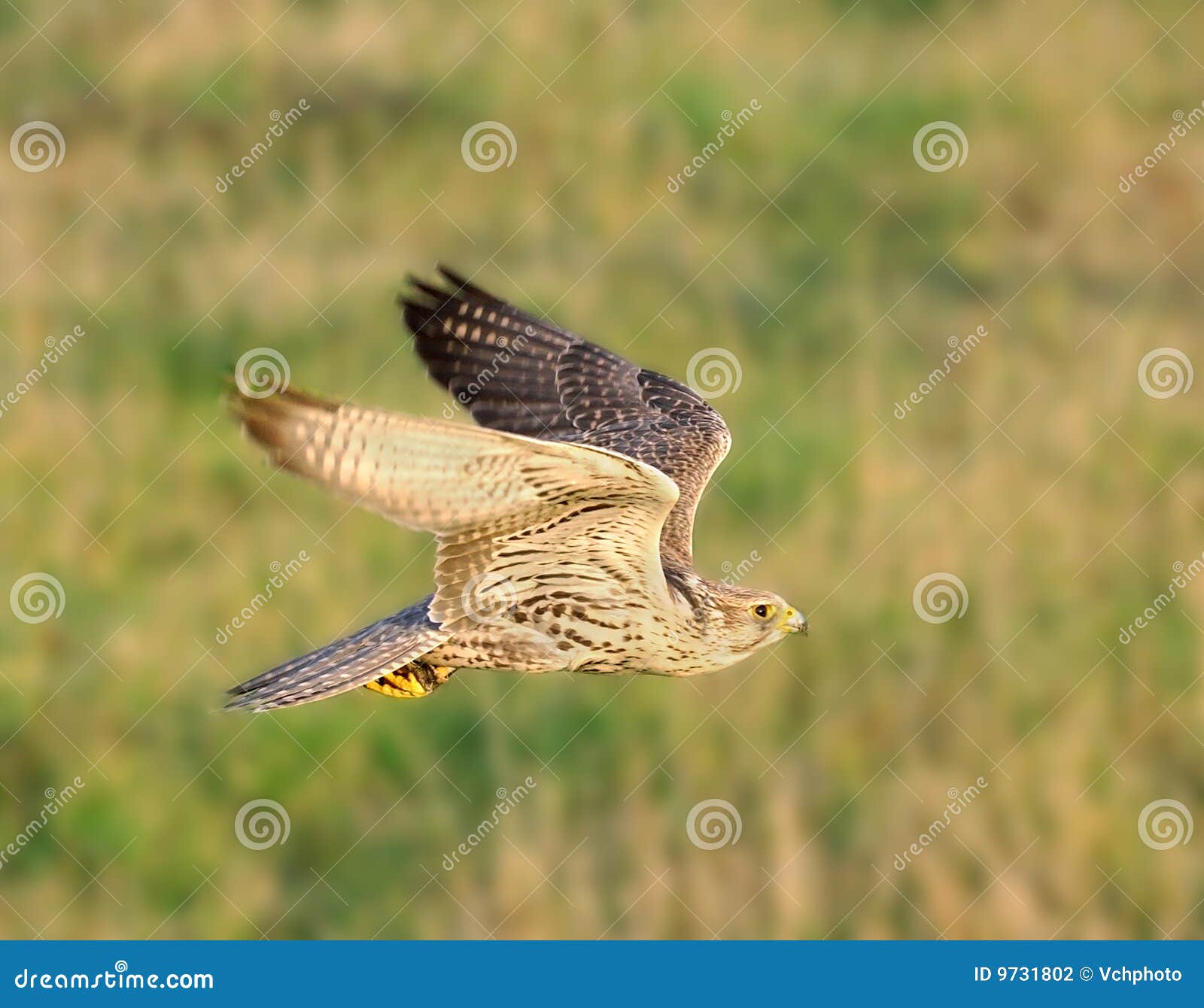 The falcon in the flight stock photo. Image of wildlife - 9731802