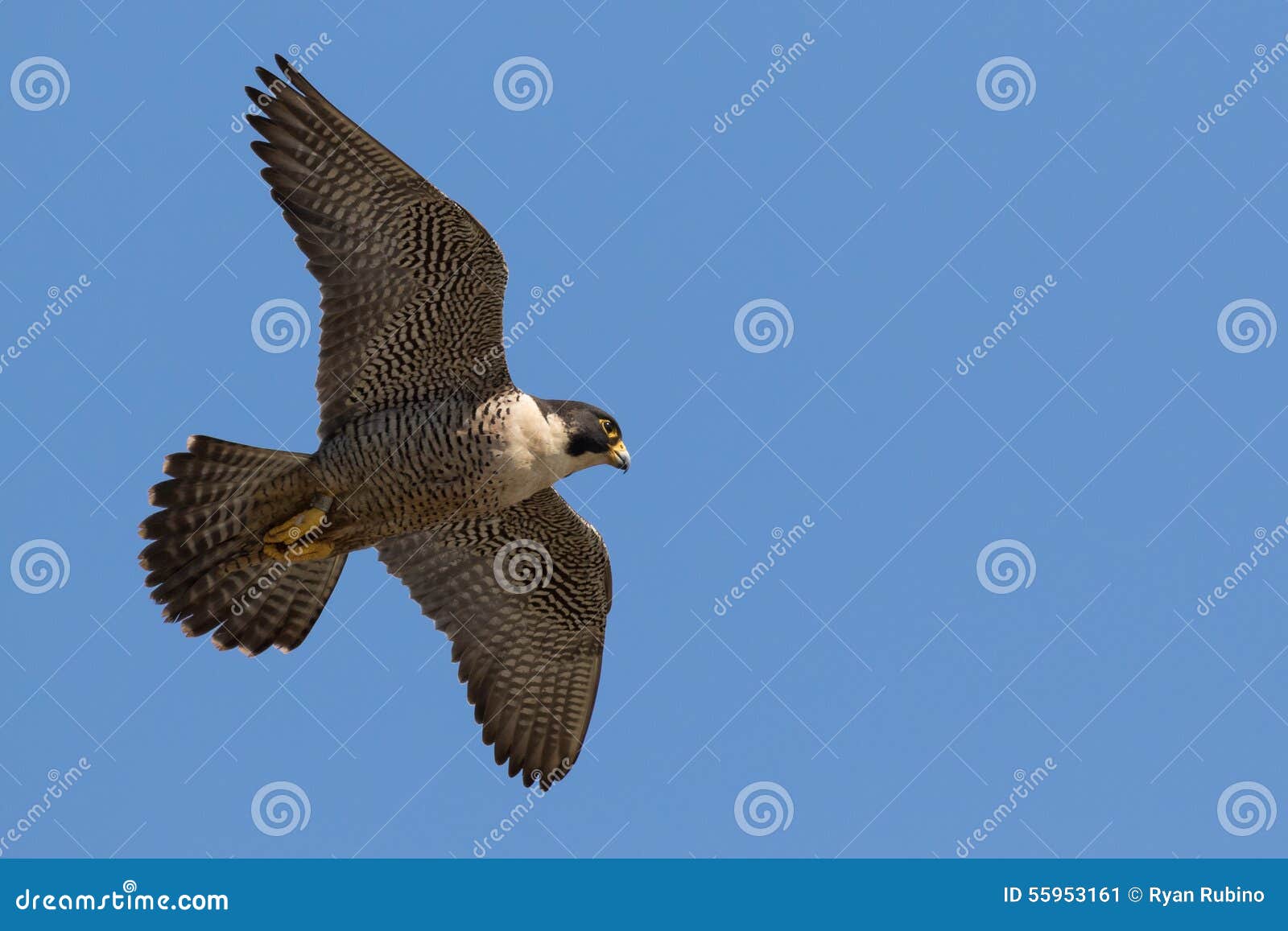 Falcon in flight stock image. Image of majestic, bird - 55953161