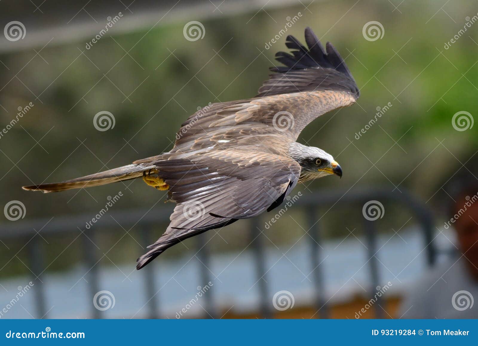 Falcon in flight stock photo. Image of wings, spreadwings - 93219284