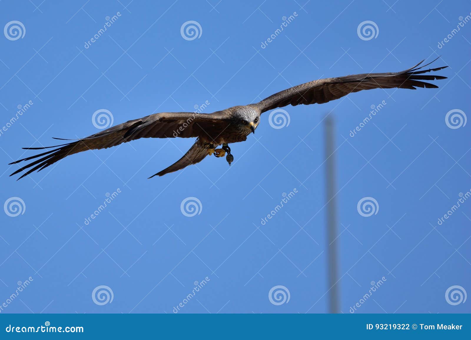 Falcon in flight stock photo. Image of flight, portrait - 93219322