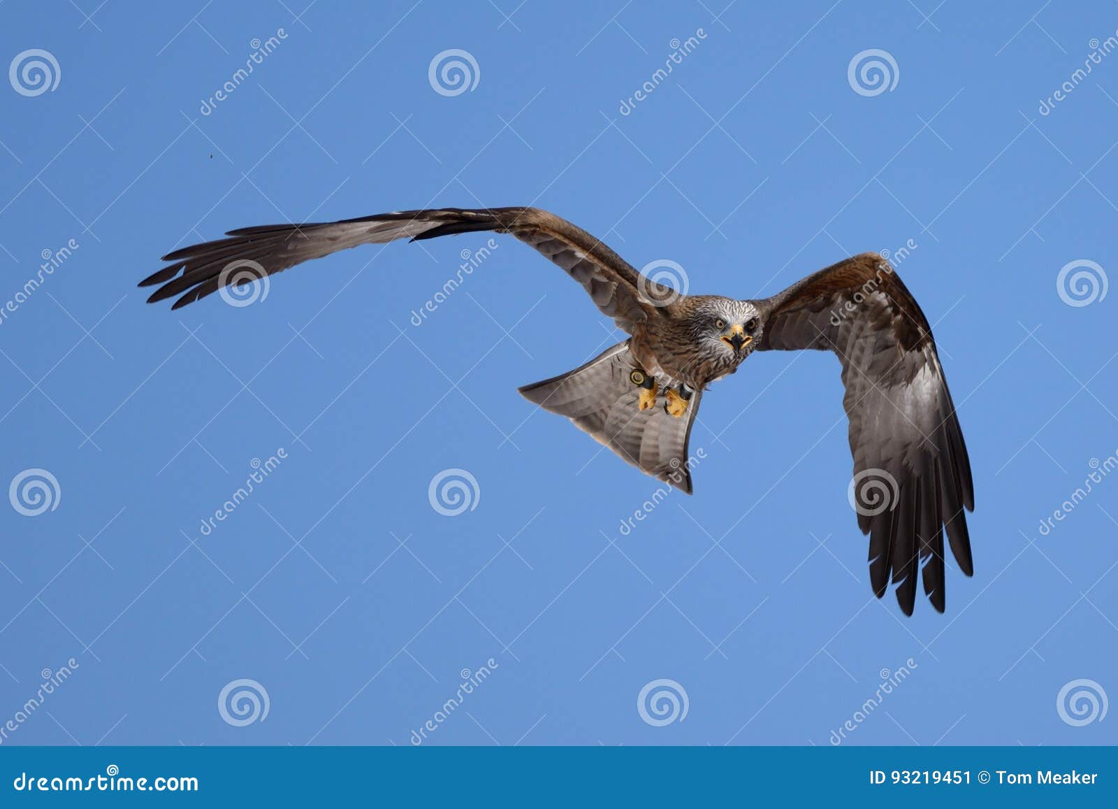 Falcon in flight stock image. Image of wings, bird, close - 93219451