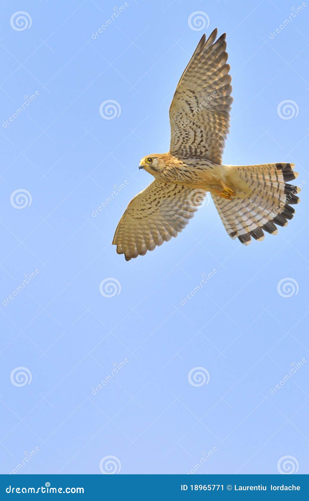 Falcon fly stock image. Image of falcon, isolated, bird - 18965771