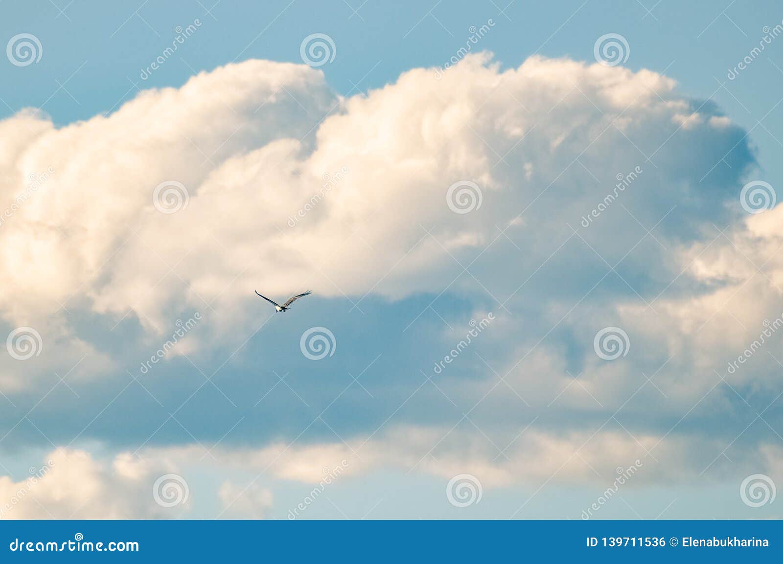 Falcon Fly in the Blue Cloudy Sky Stock Photo - Image of dangerous ...