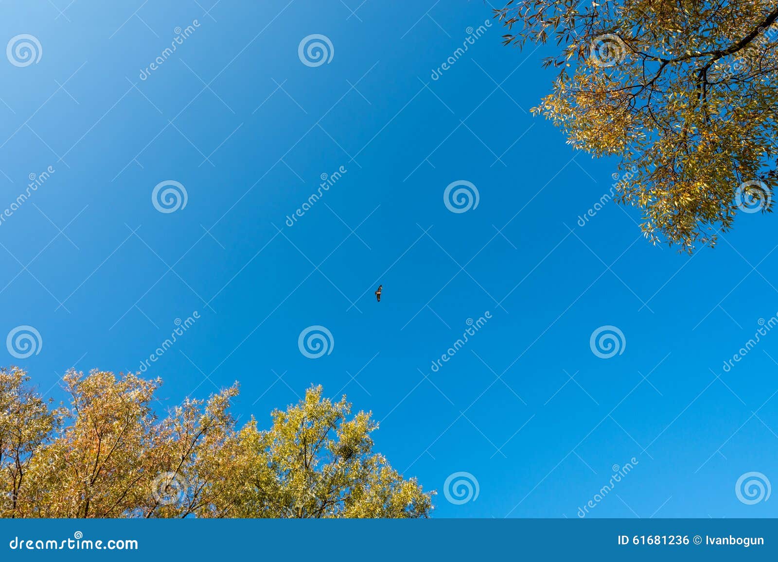 Falcon fly stock photo. Image of blue, uatumn, cloud - 61681236