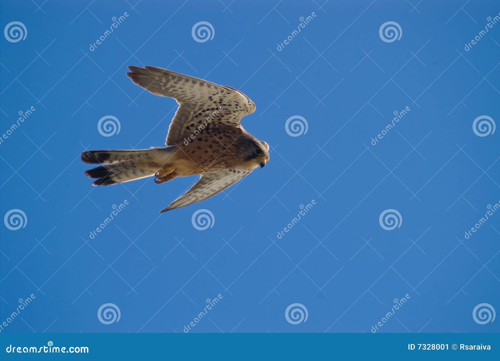 Falcon flying stock image. Image of kestrel, fauna, animal - 7328001