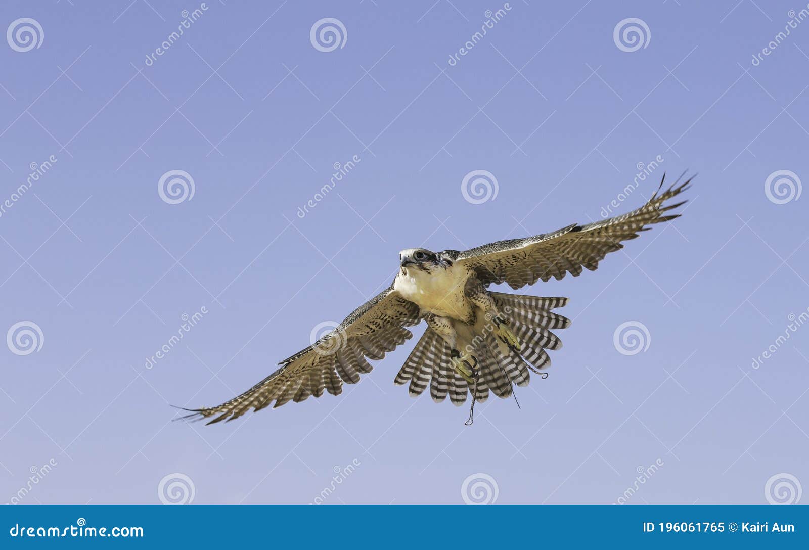 Falcon Flying Against a Blue Sky Stock Image - Image of prey, blue ...