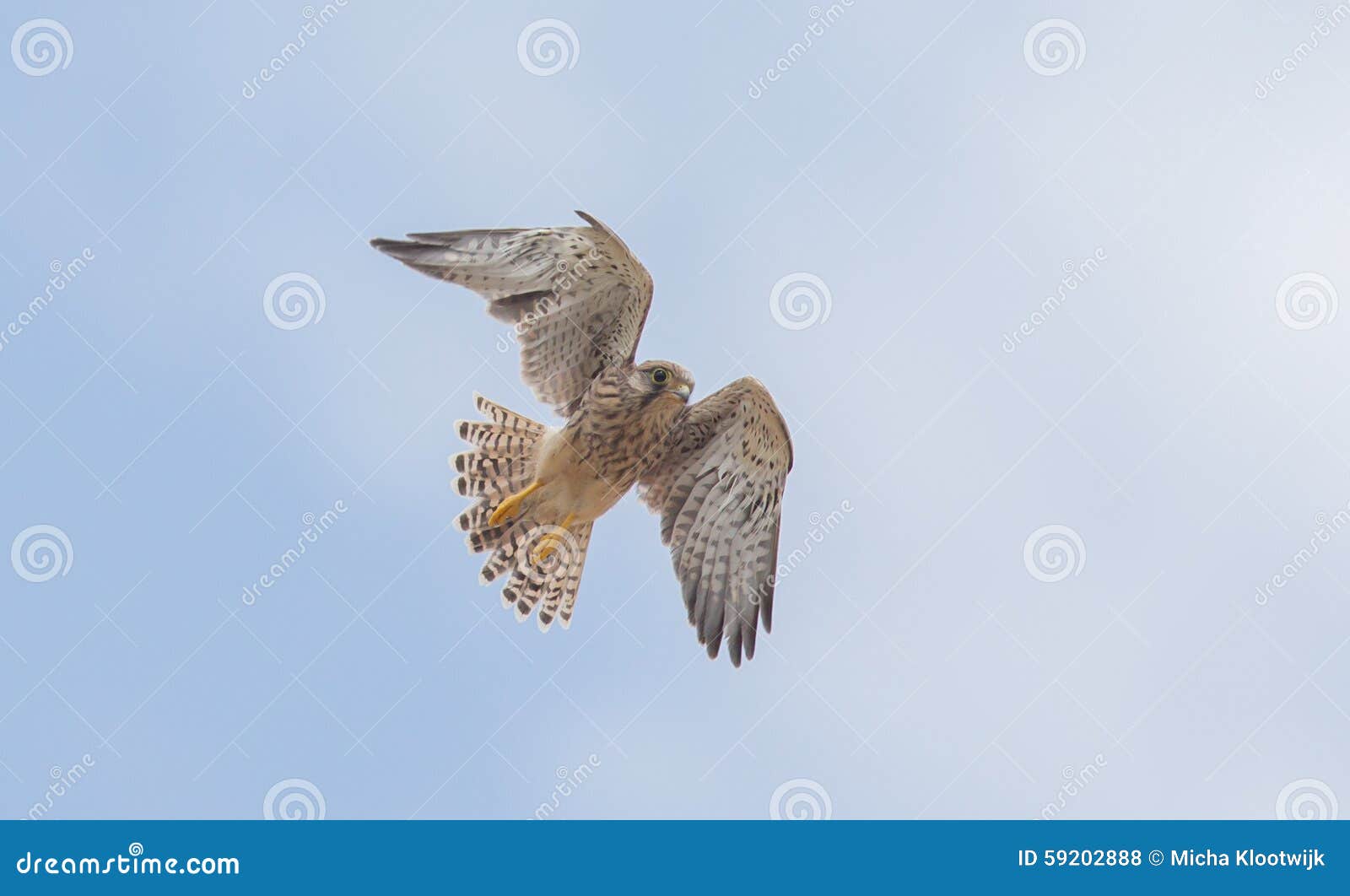 Falcon flying stock photo. Image of perching, perched - 59202888
