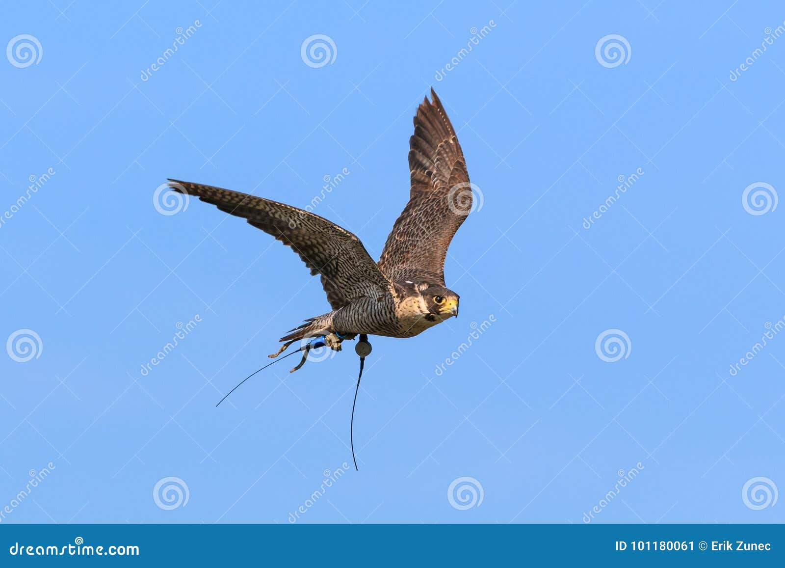 Falcon Flying in the Blue Sky Stock Image - Image of fast, predator ...