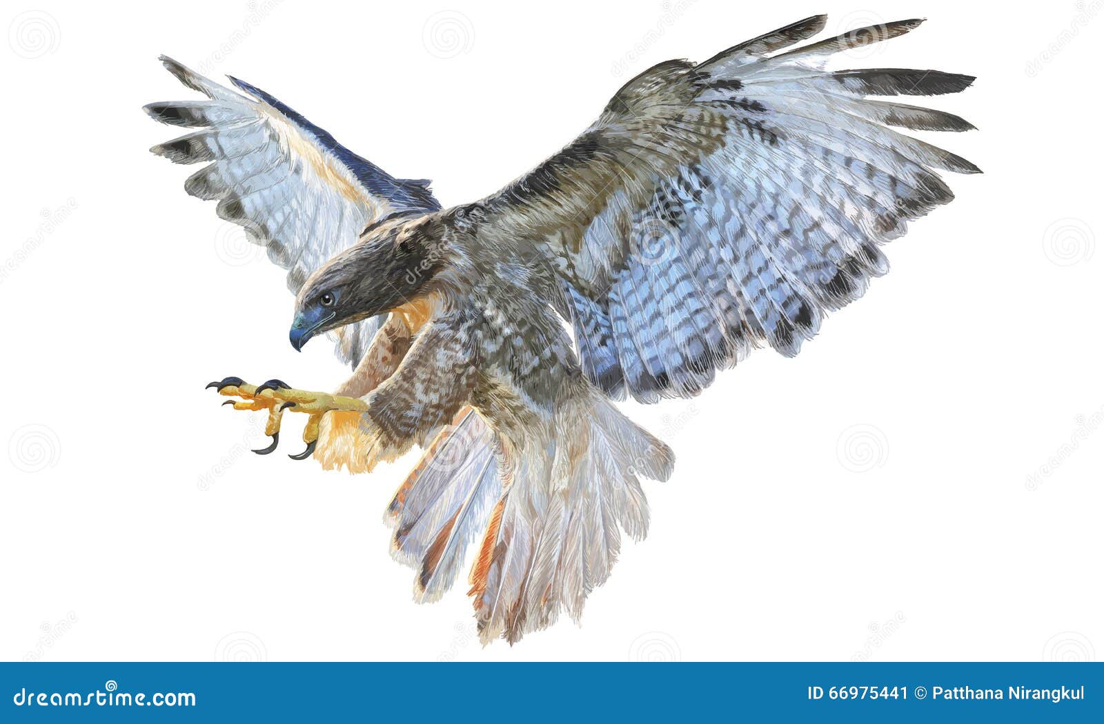 Falcon Flying Hand Draw on White Background Stock Vector - Illustration ...