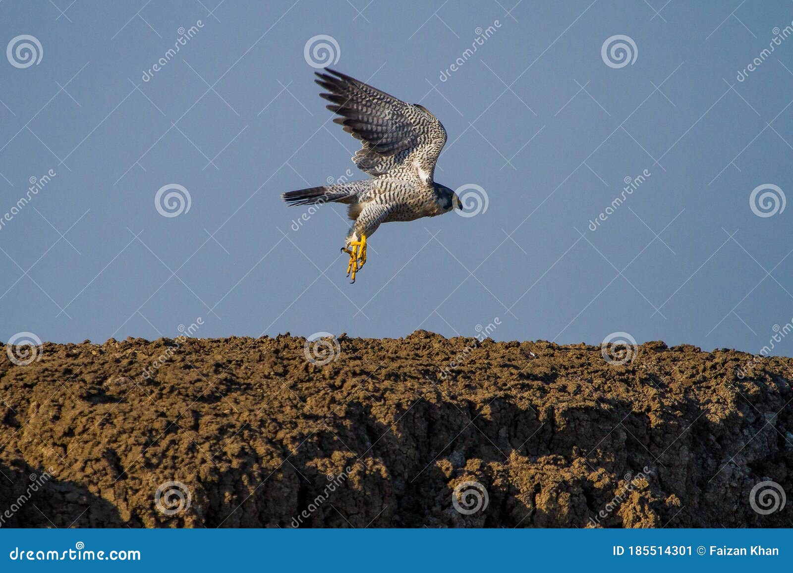Falcon Flying with Open Wings Stock Image - Image of wings, fast: 185514301