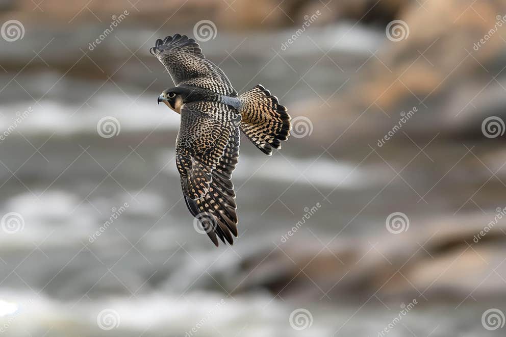 Falcon Flying Parallel To a Flowing River Stock Photo - Image of flight ...